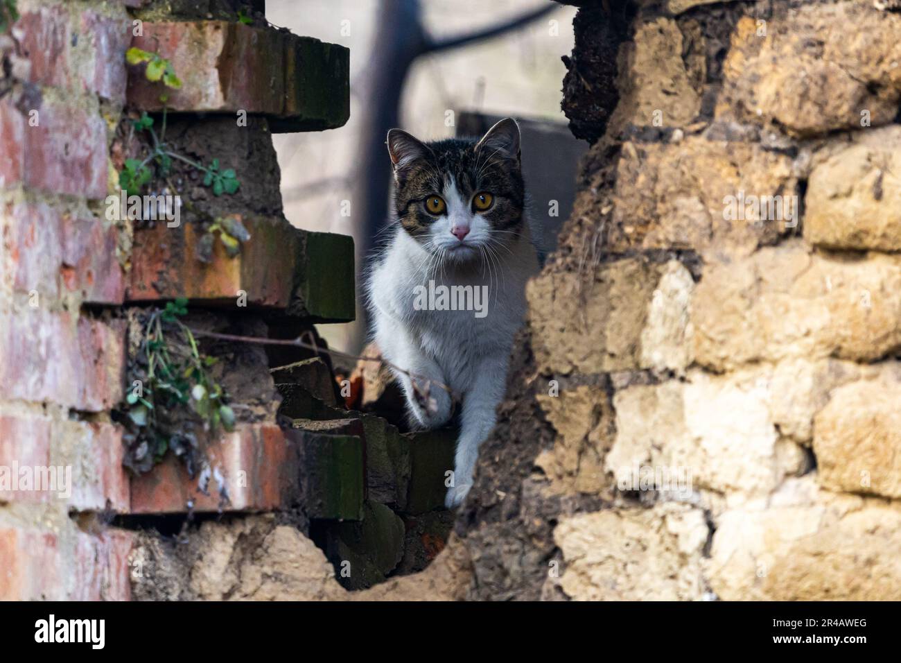 A gray and white striped cat stands at the entrance of a brick wall ...