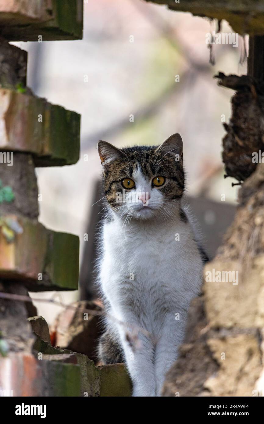 A curious tabby cat exploring a stone structure, walking along the ...