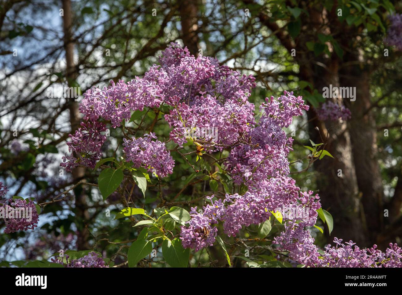 Purple lilacs syringa vulgaris hi-res stock photography and images - Alamy