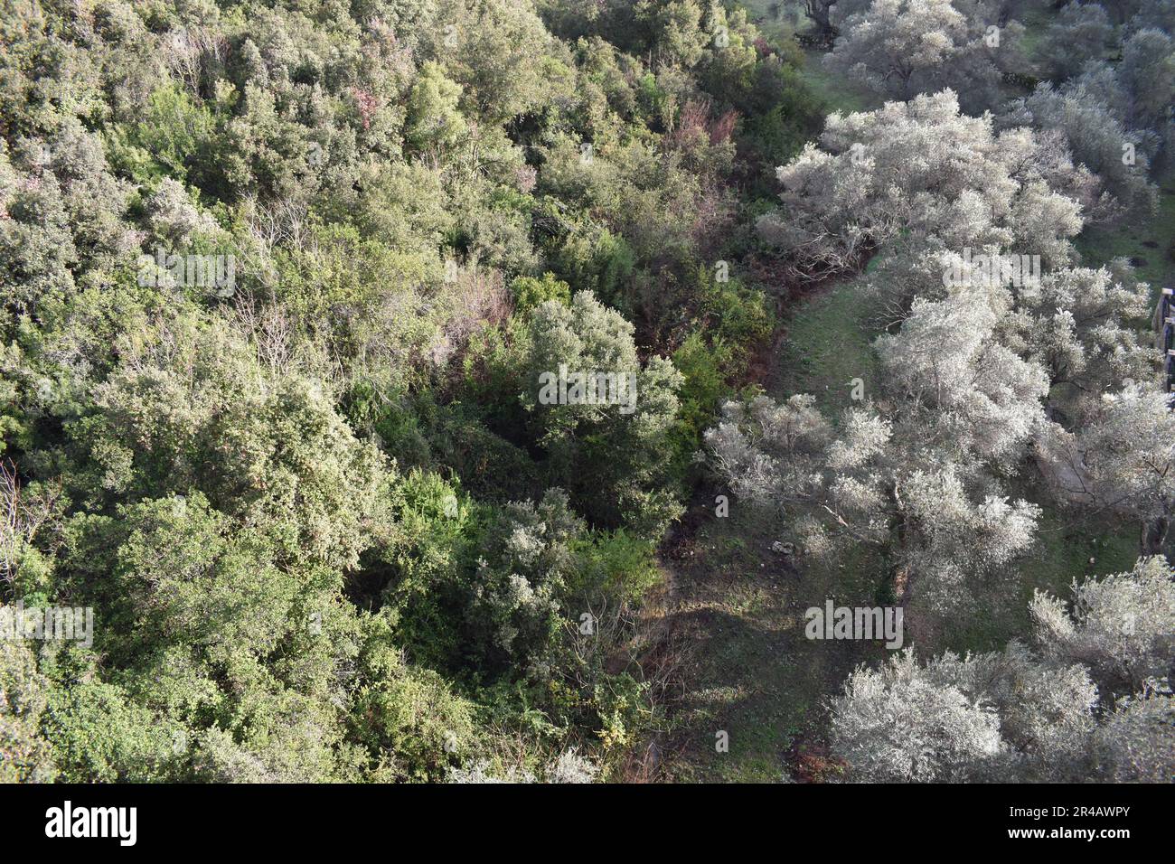 Aerial view of lush green forest with tall trees and bushes below Stock ...