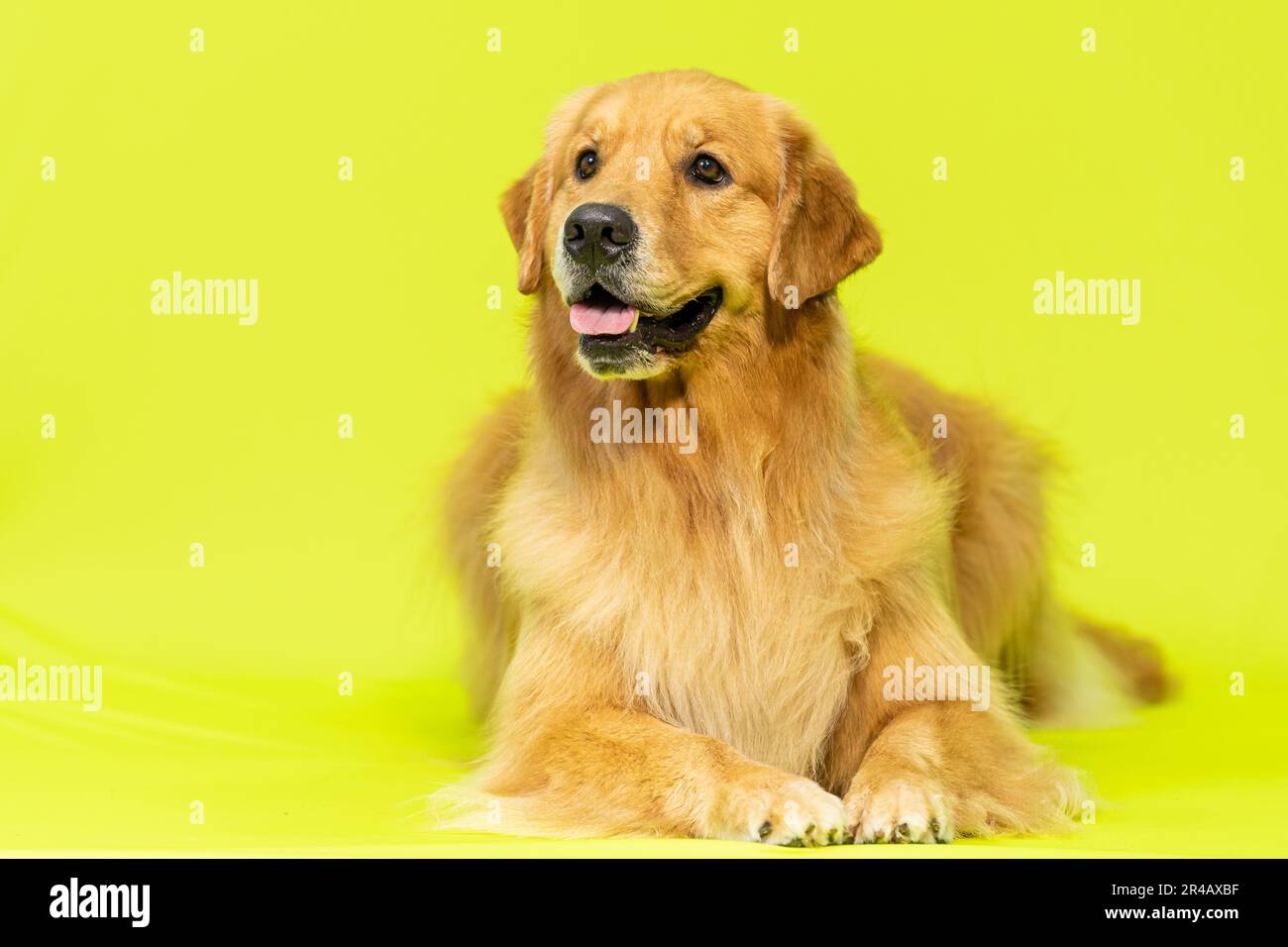 Sprawled hi-res stock photography and images - Alamy