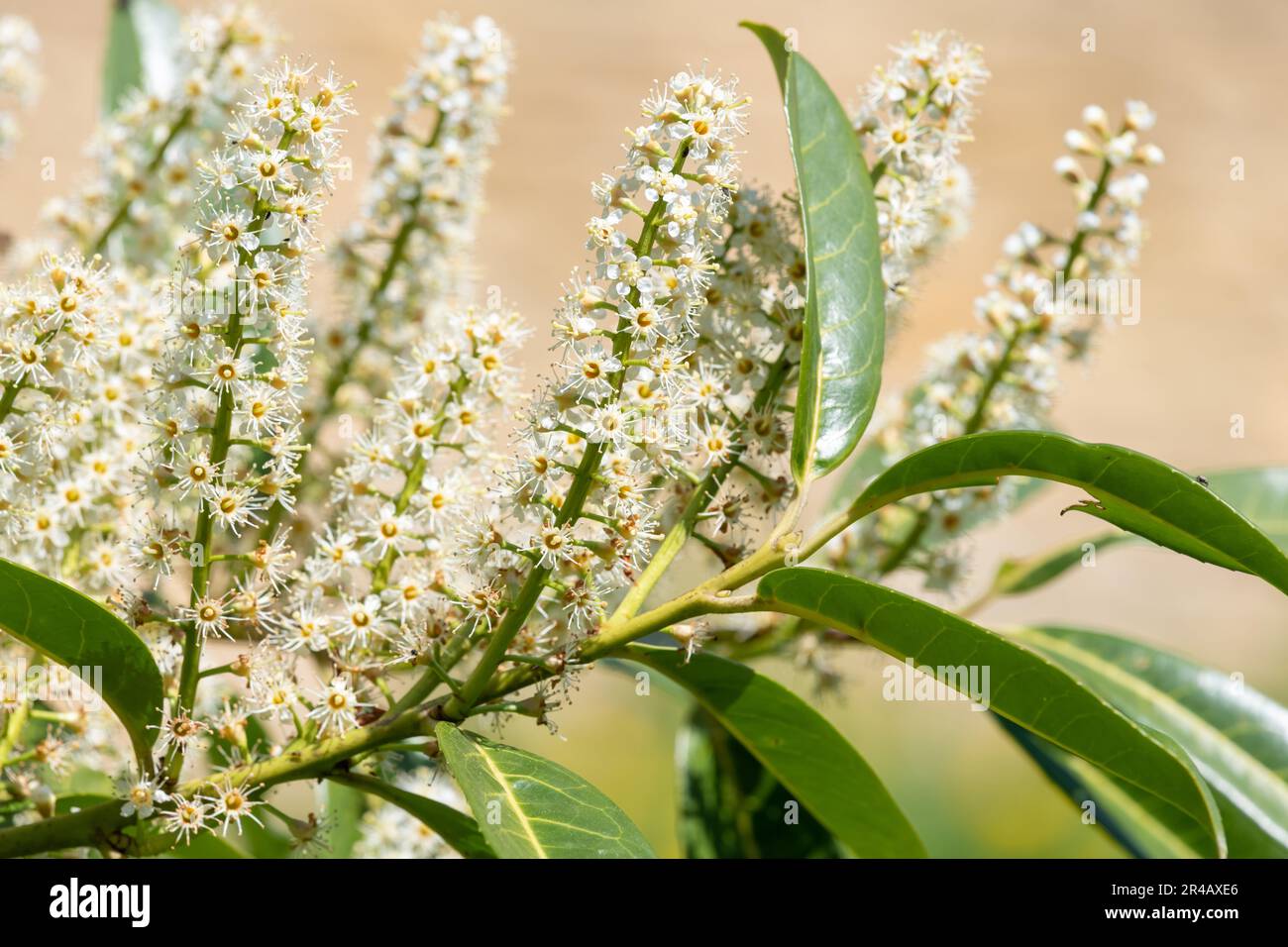 Close up of English laurel (prunus laurocerasus) flowers in bloom Stock ...