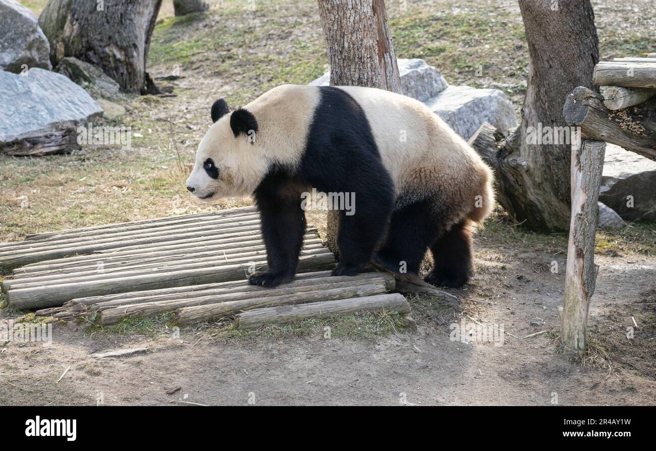Panda bear walking and stepping on flags Stock Photo - Alamy