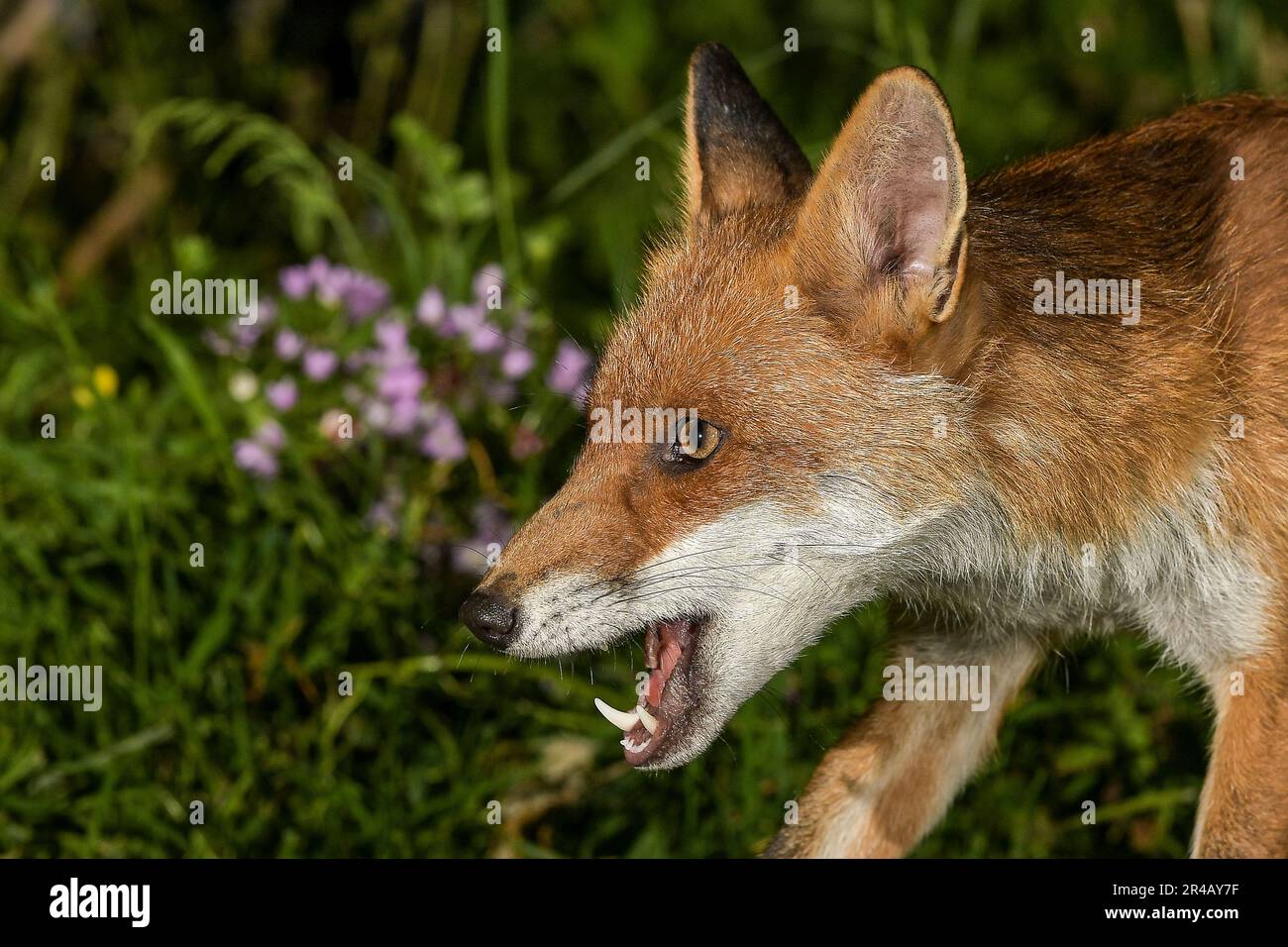 Uk city fox hi-res stock photography and images - Alamy
