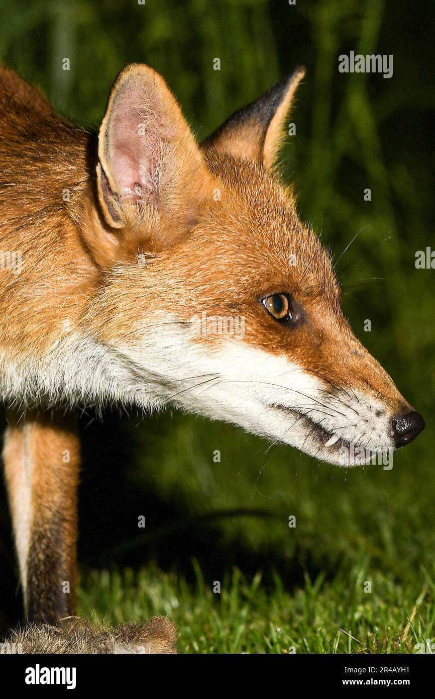 Urban foxes hi-res stock photography and images - Alamy