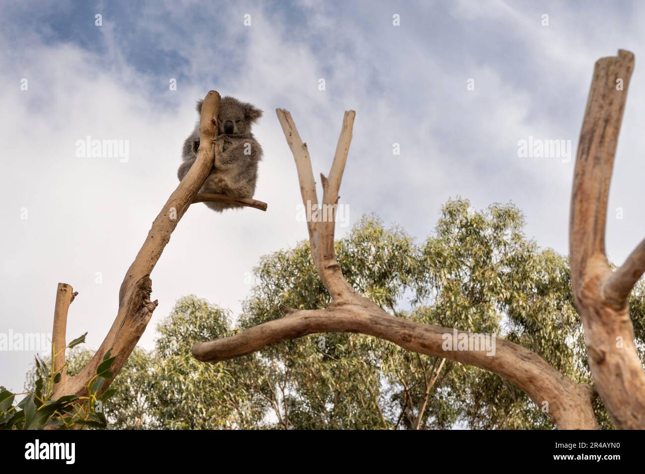 A koala bear is perched atop a tree branch, against a bright blue sky ...