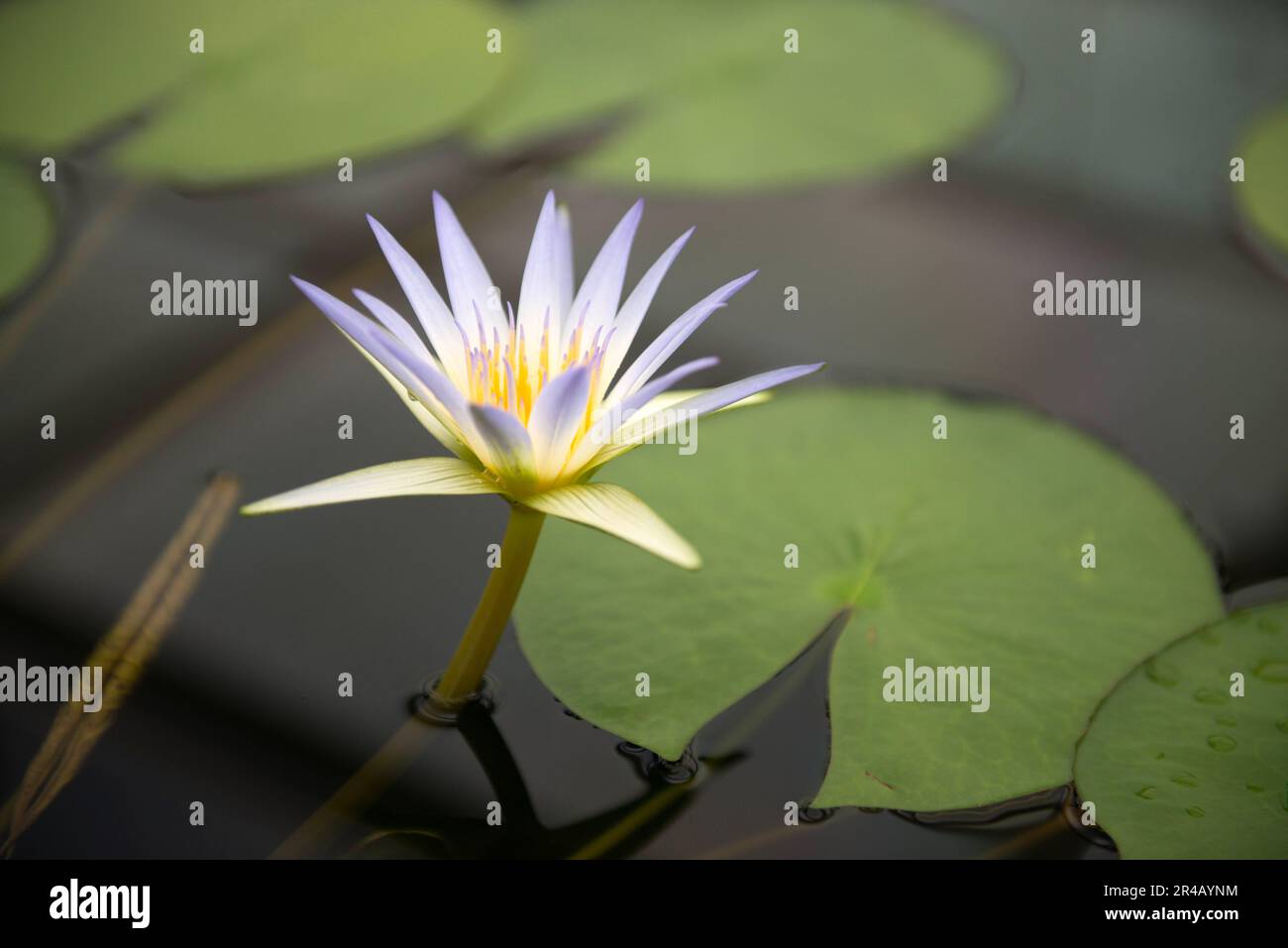 A single blue flower with lush green foliage on the calm surface of a ...