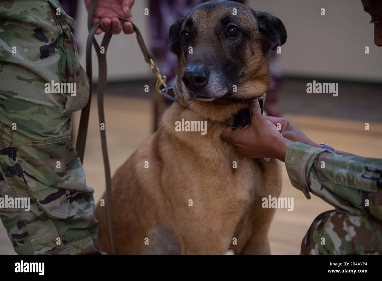 Timo, U.S. Air Force military working dog assigned to the 23rd Security ...