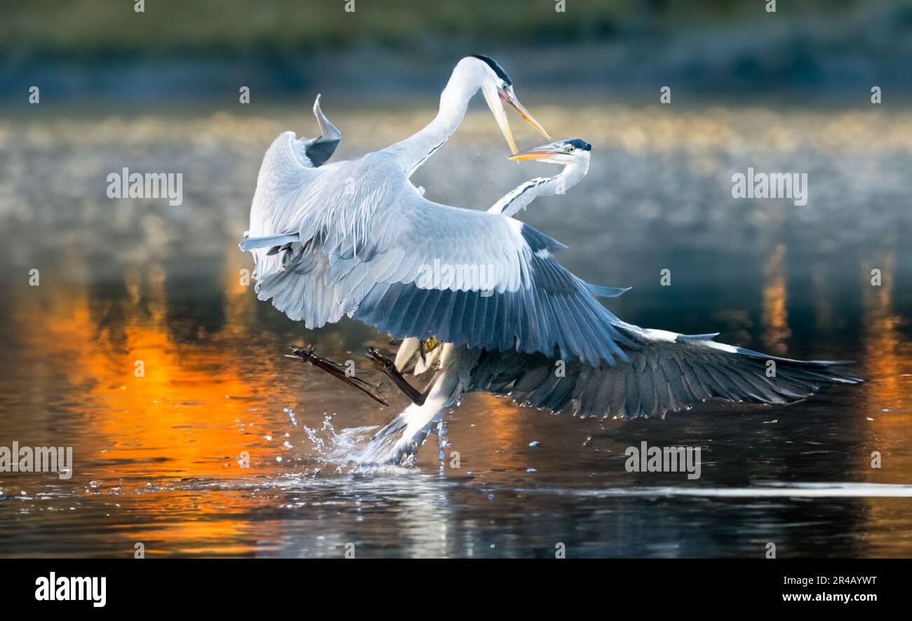 Grey herons fighting hi-res stock photography and images - Alamy