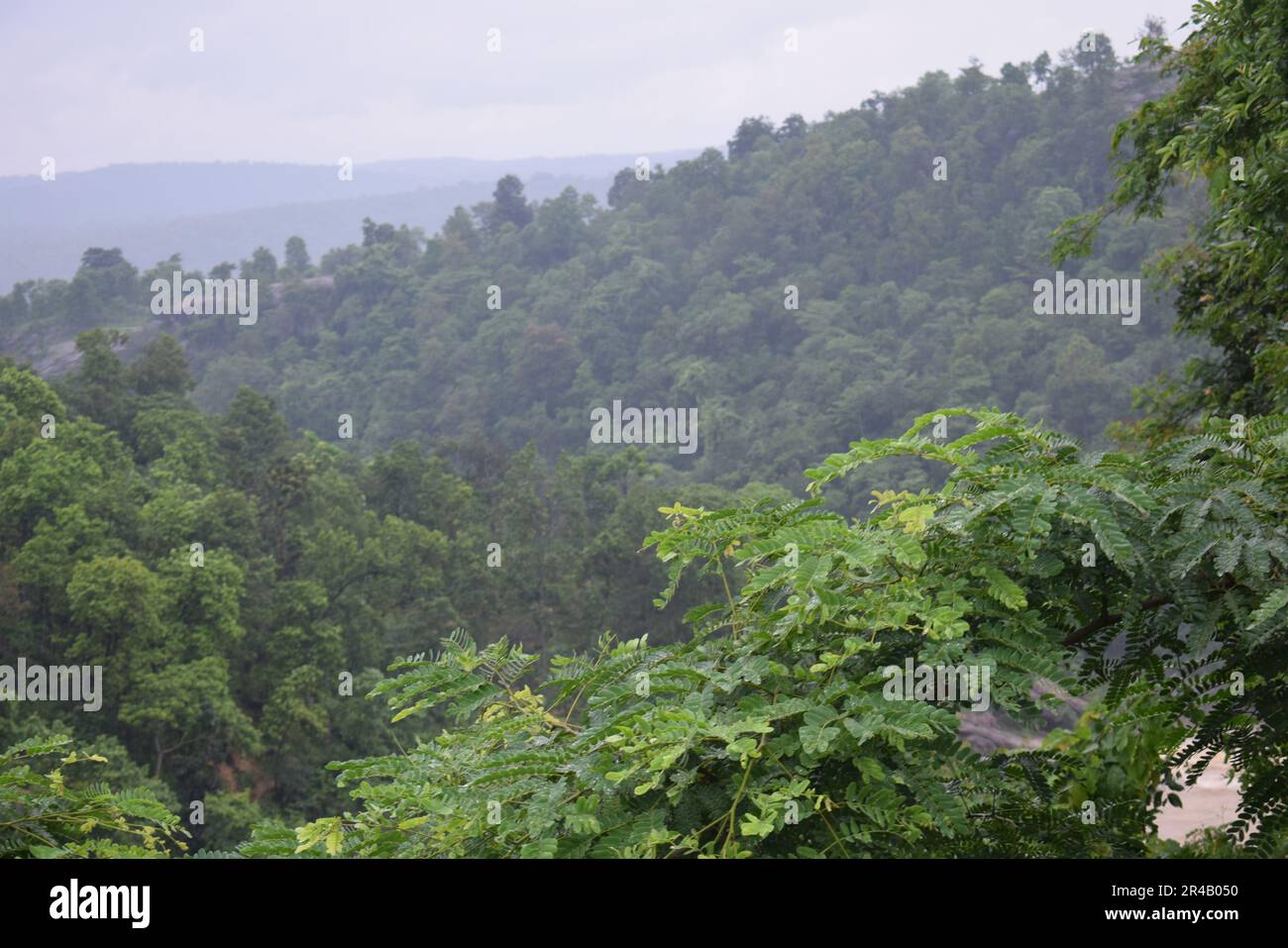 Forest and lush greenery with amazing mountain view in rainy season ...