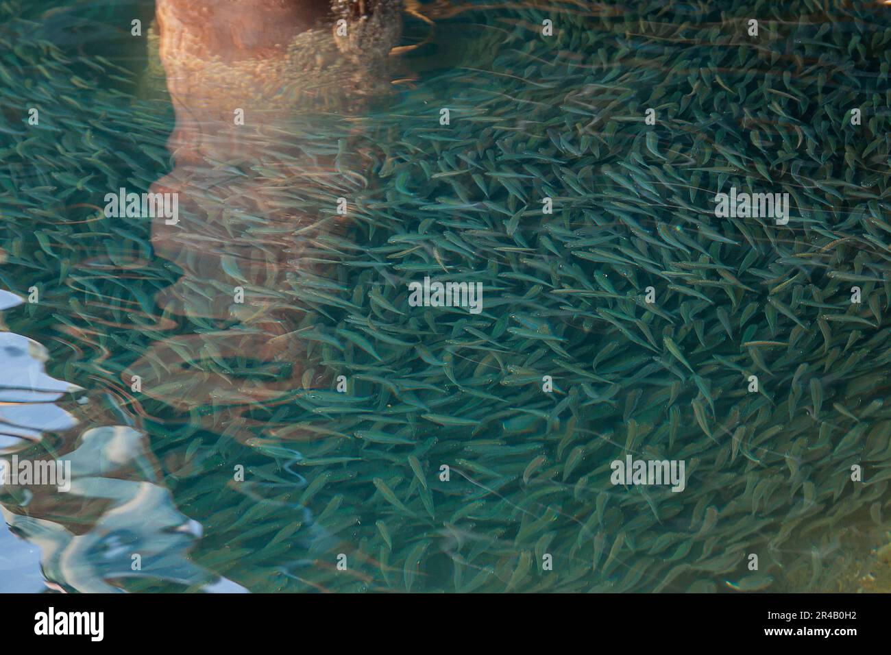 Farming the sea hi-res stock photography and images - Alamy