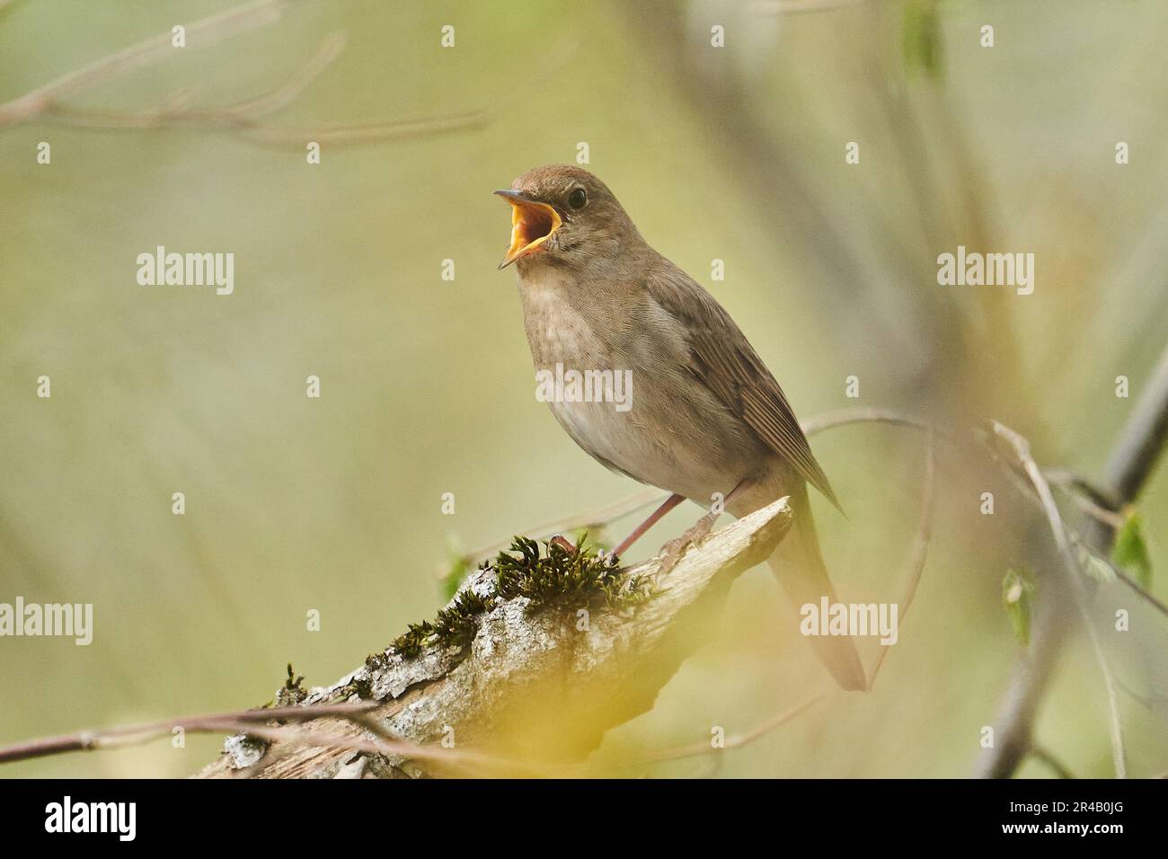 A small bird perched atop a lush green tree branch in a peaceful ...