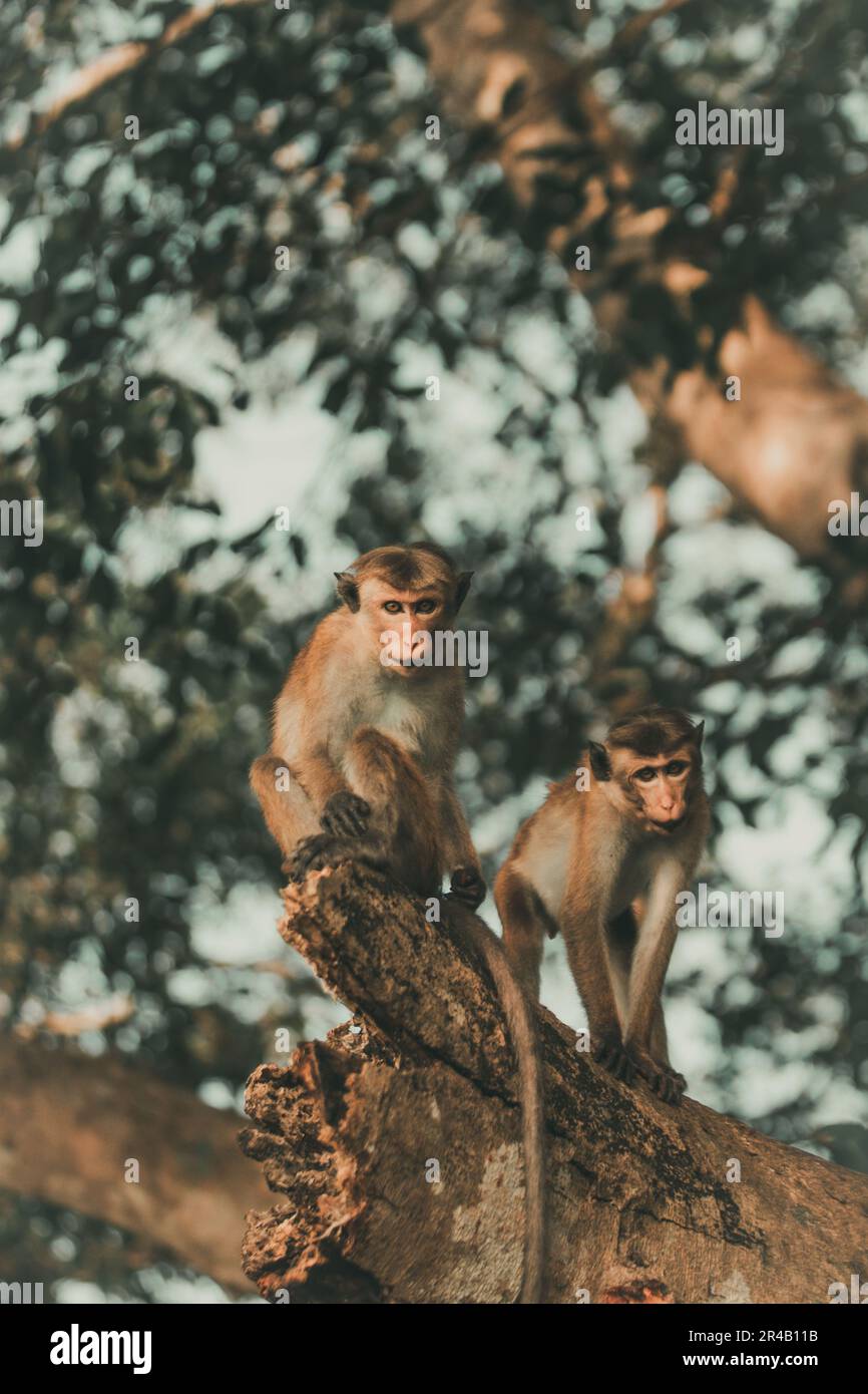 The two monkeys sitting on a tree branch Stock Photo - Alamy