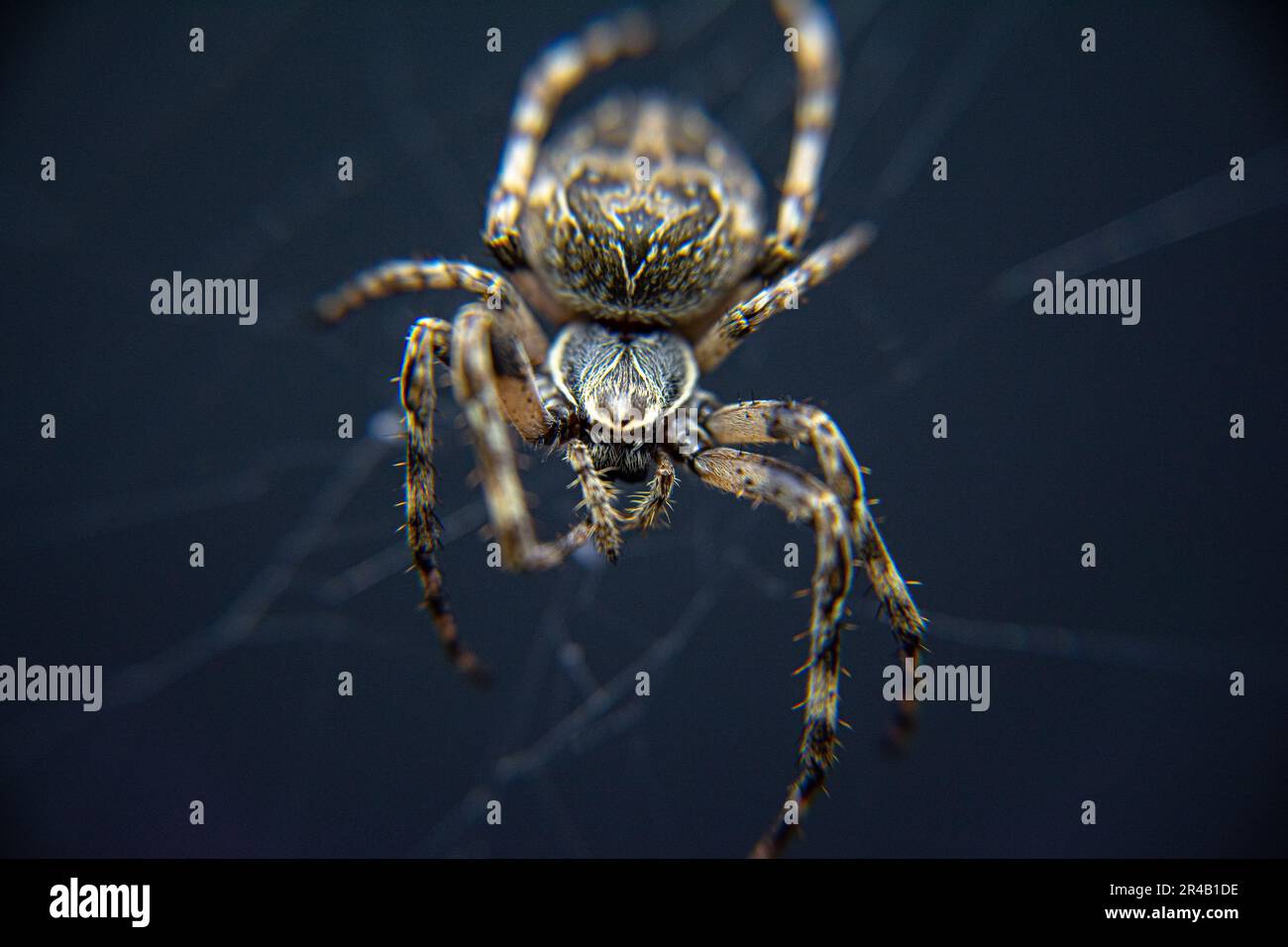 Larinioides sclopetarius spider hi-res stock photography and images - Alamy