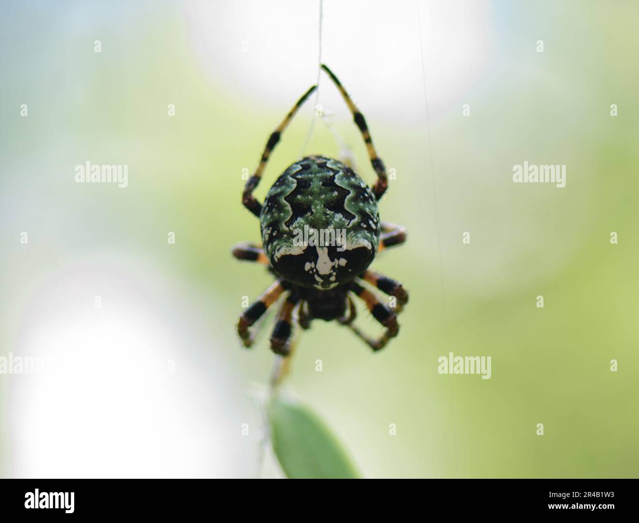 Araneus ventricosus spider hi-res stock photography and images - Alamy