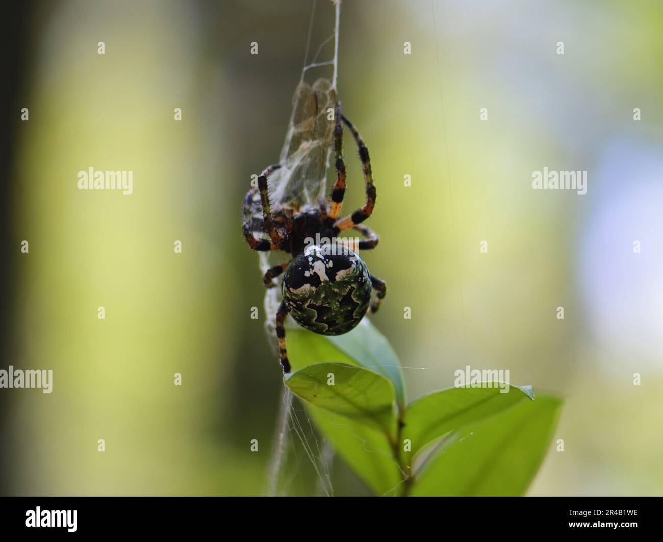 A closeup of Araneus ventricosus landing on a spider web in a field ...
