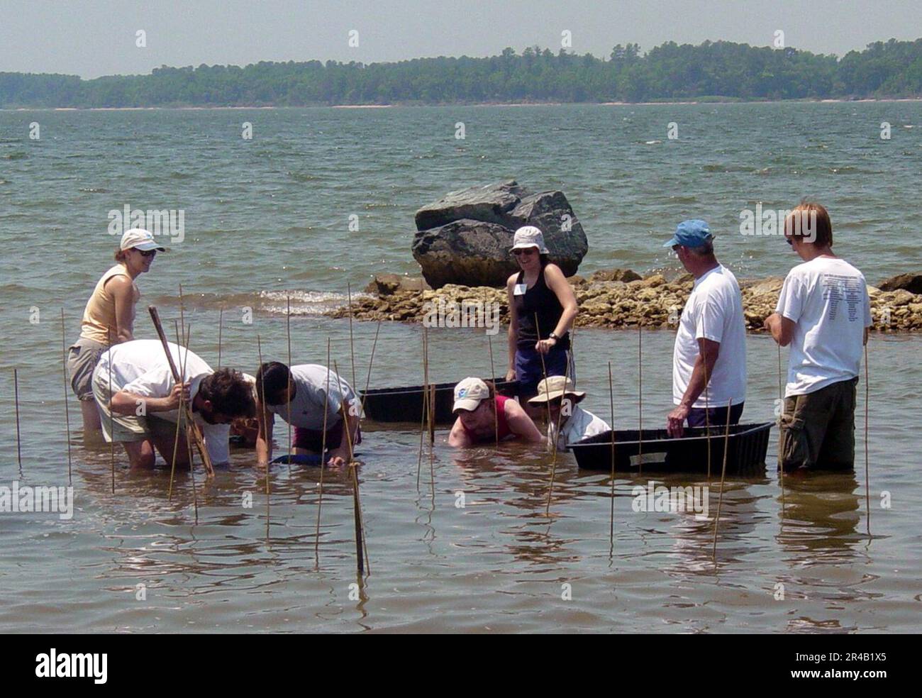 US Navy Volunteers plant underwater grass in the St. Mary's River, near ...