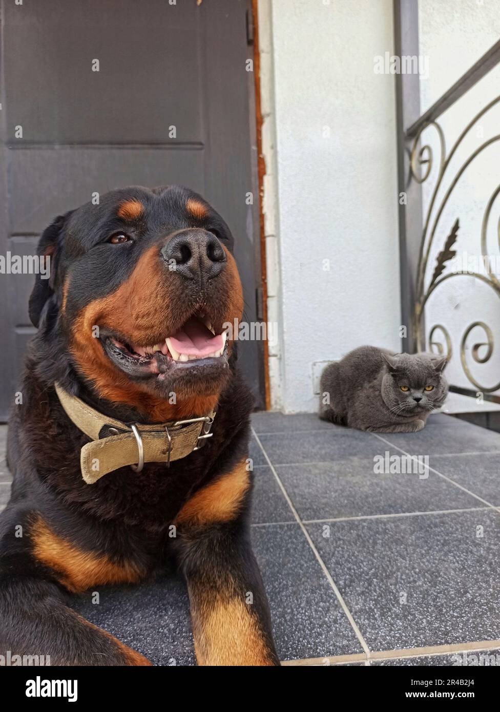 A vertical of a happy Rottweiler and an annoyed British cat sitting ...