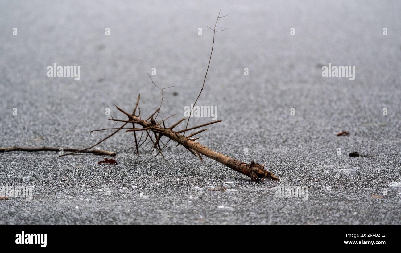 A barren tree branch sits beside a lake, with chunks of ice floating in ...