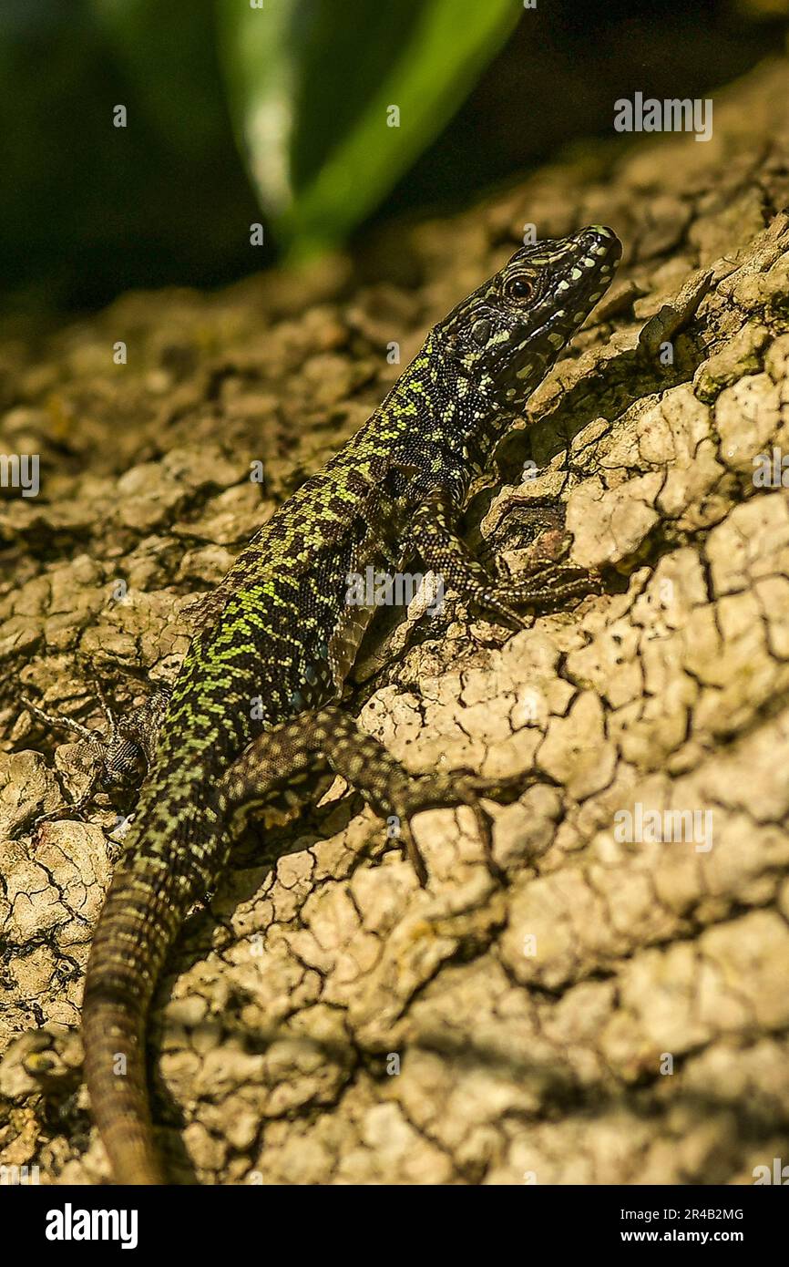Small uk lizard hi-res stock photography and images - Alamy