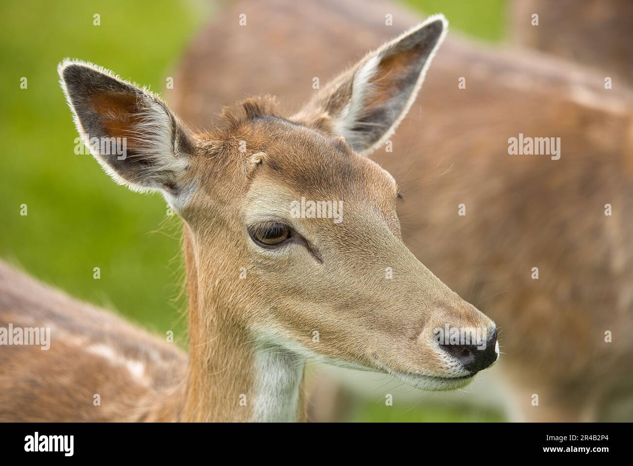 Reindeer squirrel hi-res stock photography and images - Alamy
