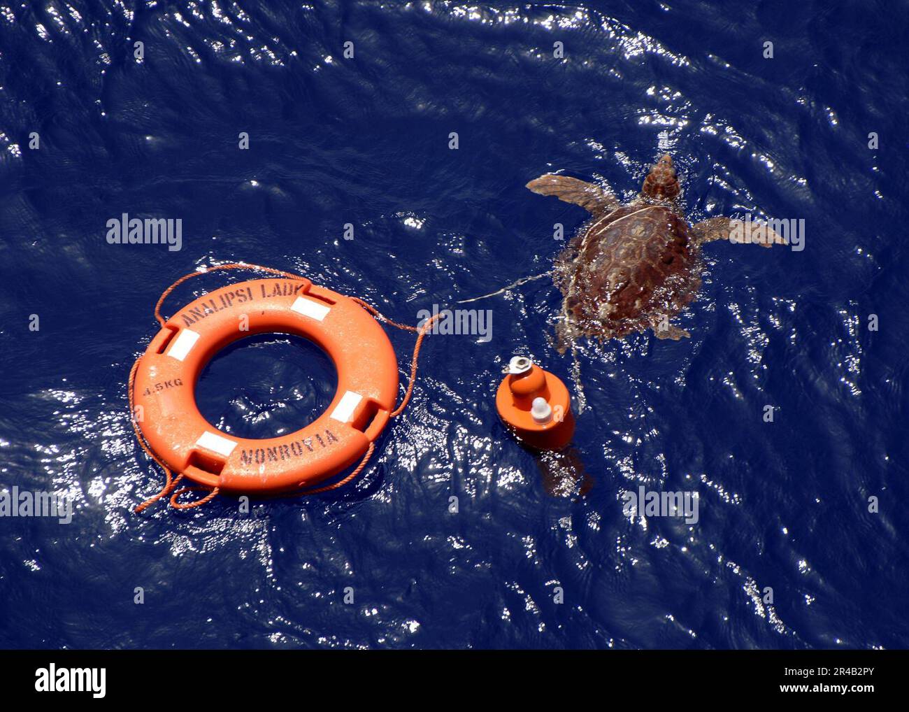US Navy A sea turtle tangled in a life ring was rescued by crewmembers ...