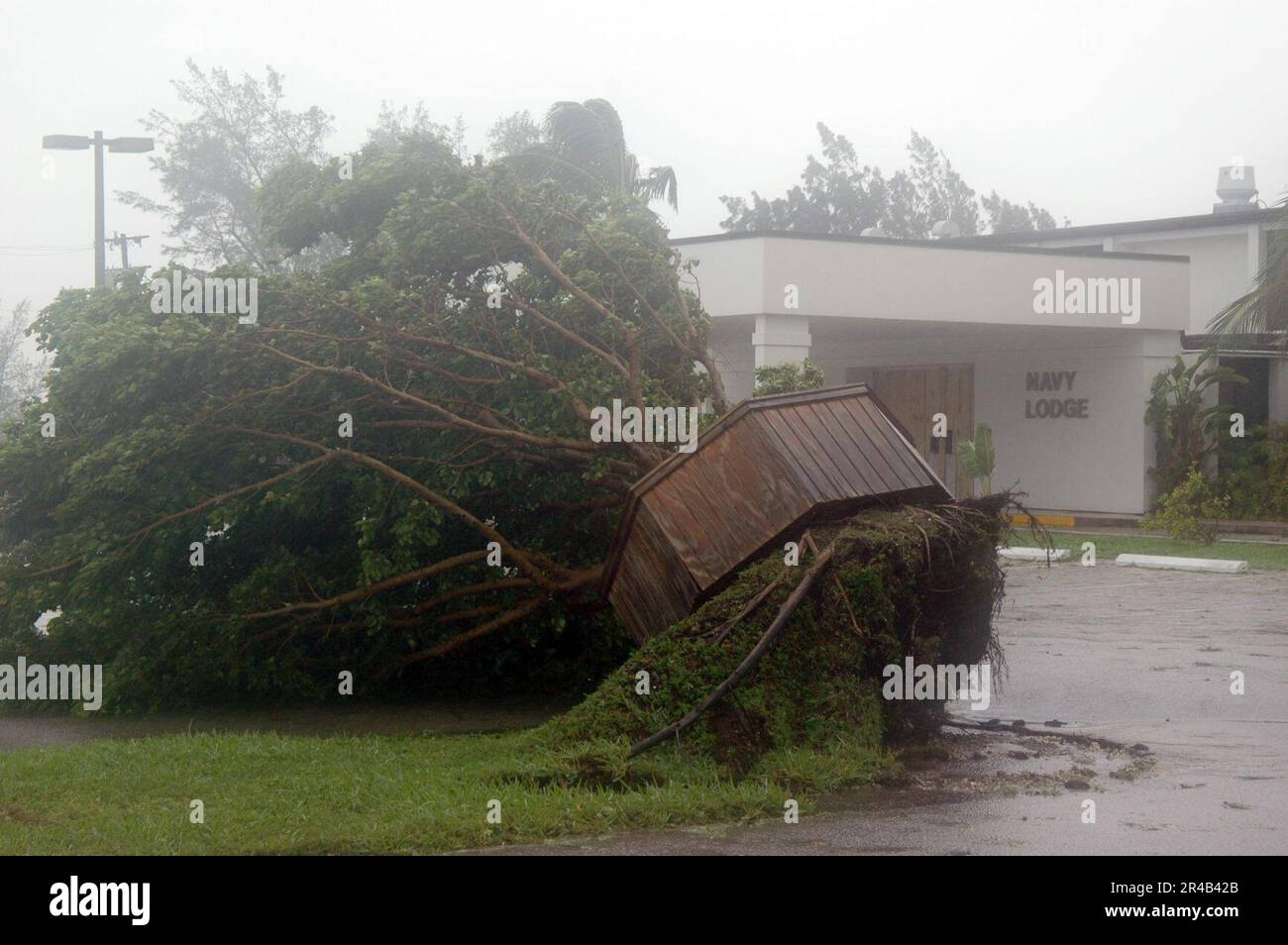 US Navy A tree is uprooted outside the Naval Air Station (NAS) Key West ...