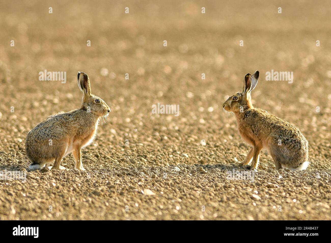 Hares in the uk hi-res stock photography and images - Alamy
