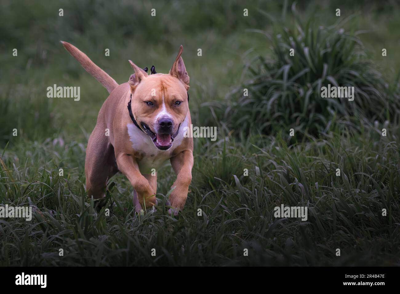 Pitbull running hi-res stock photography and images - Alamy