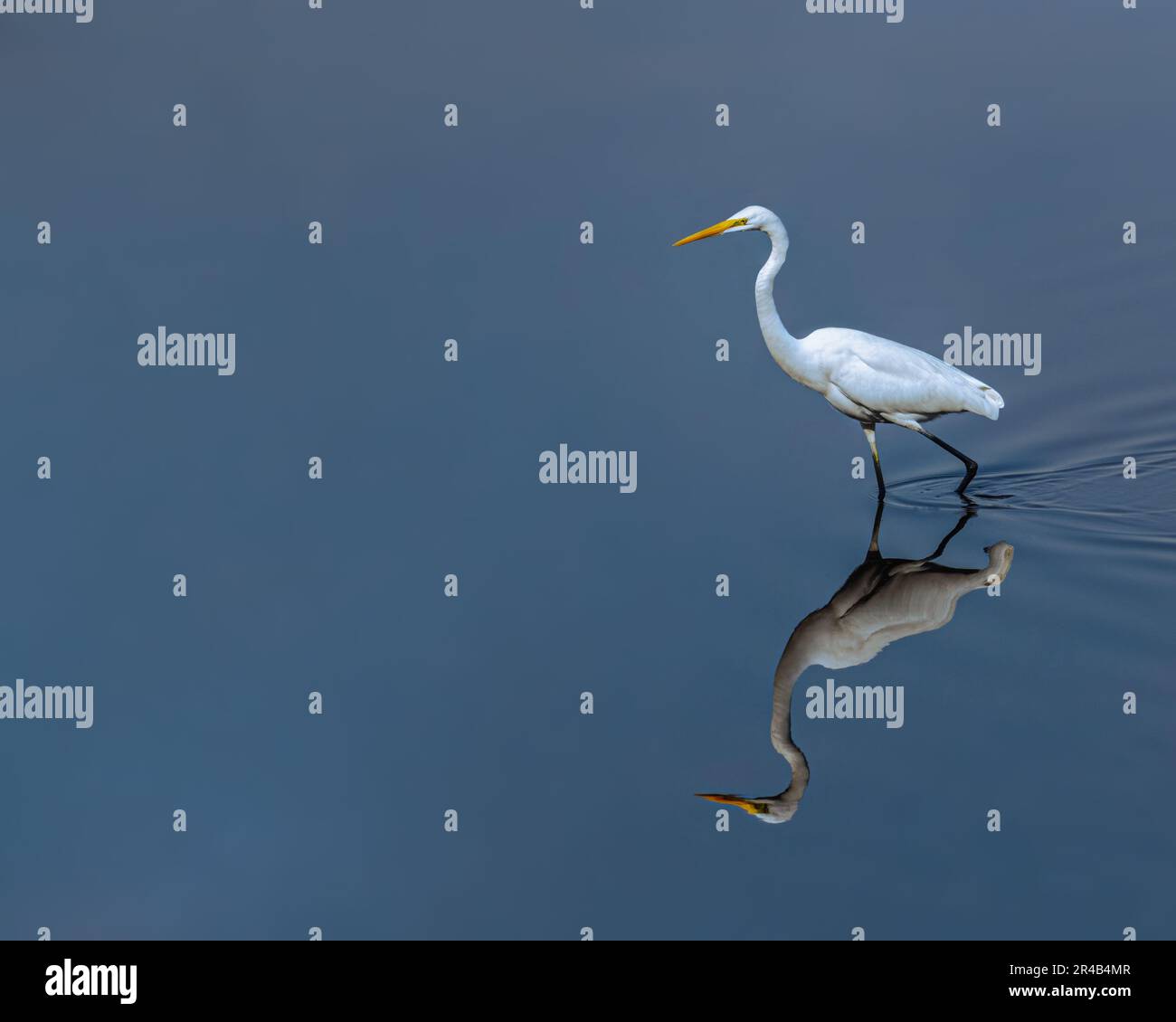 A white egret stands in a shallow body of water, its reflection ...