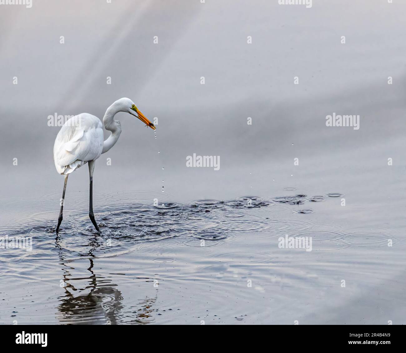 An ivory-colored waterfowl strides through a shallow body of water, its ...