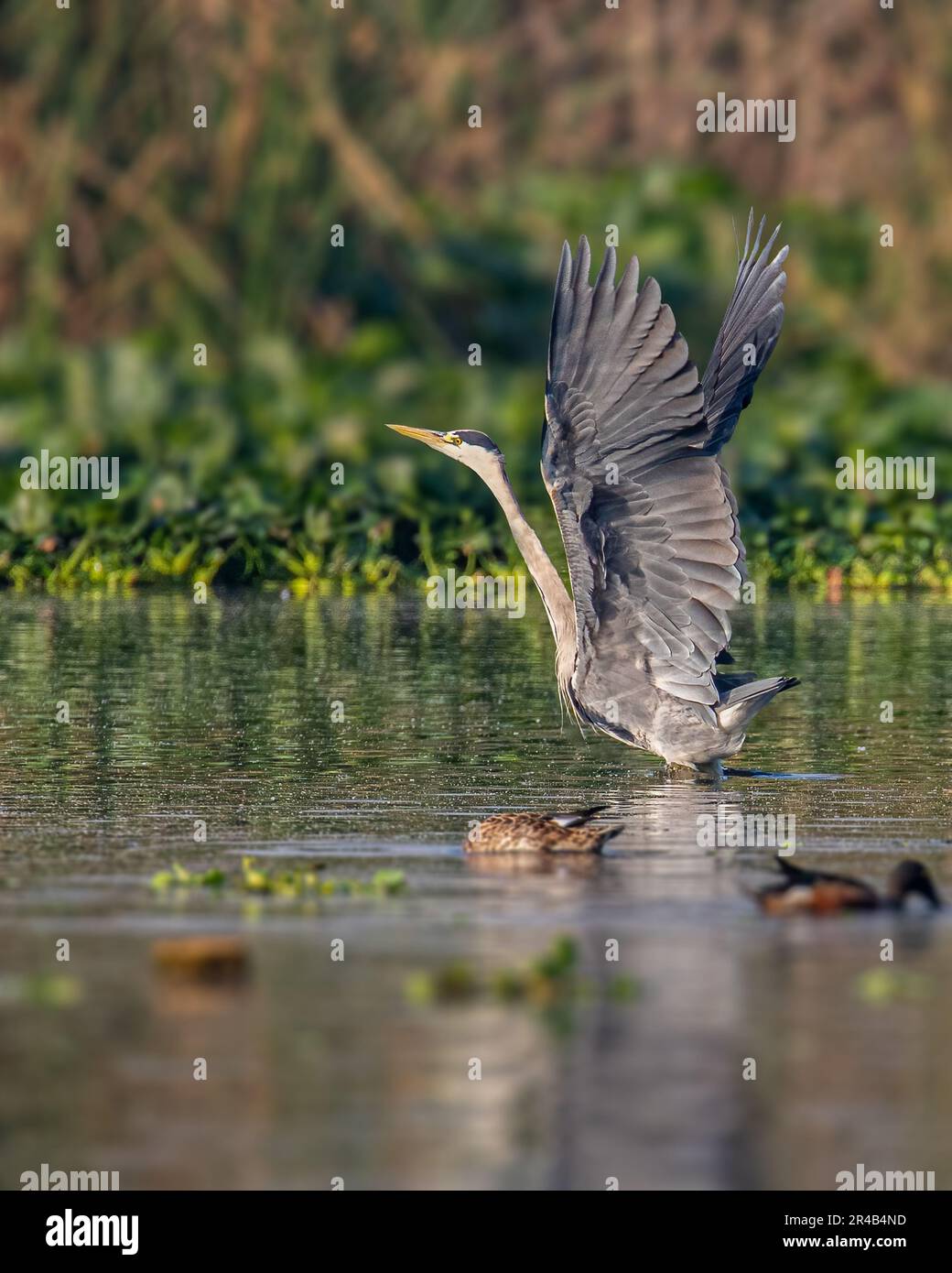 An adult bird perched atop a submerged rock in a body of water, its ...