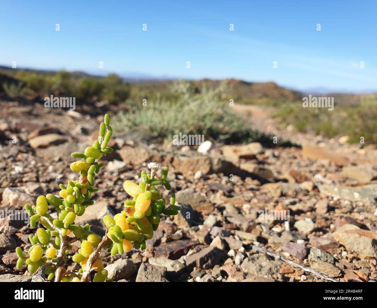A collection of vibrant green foliage emerging from the soil and stones ...