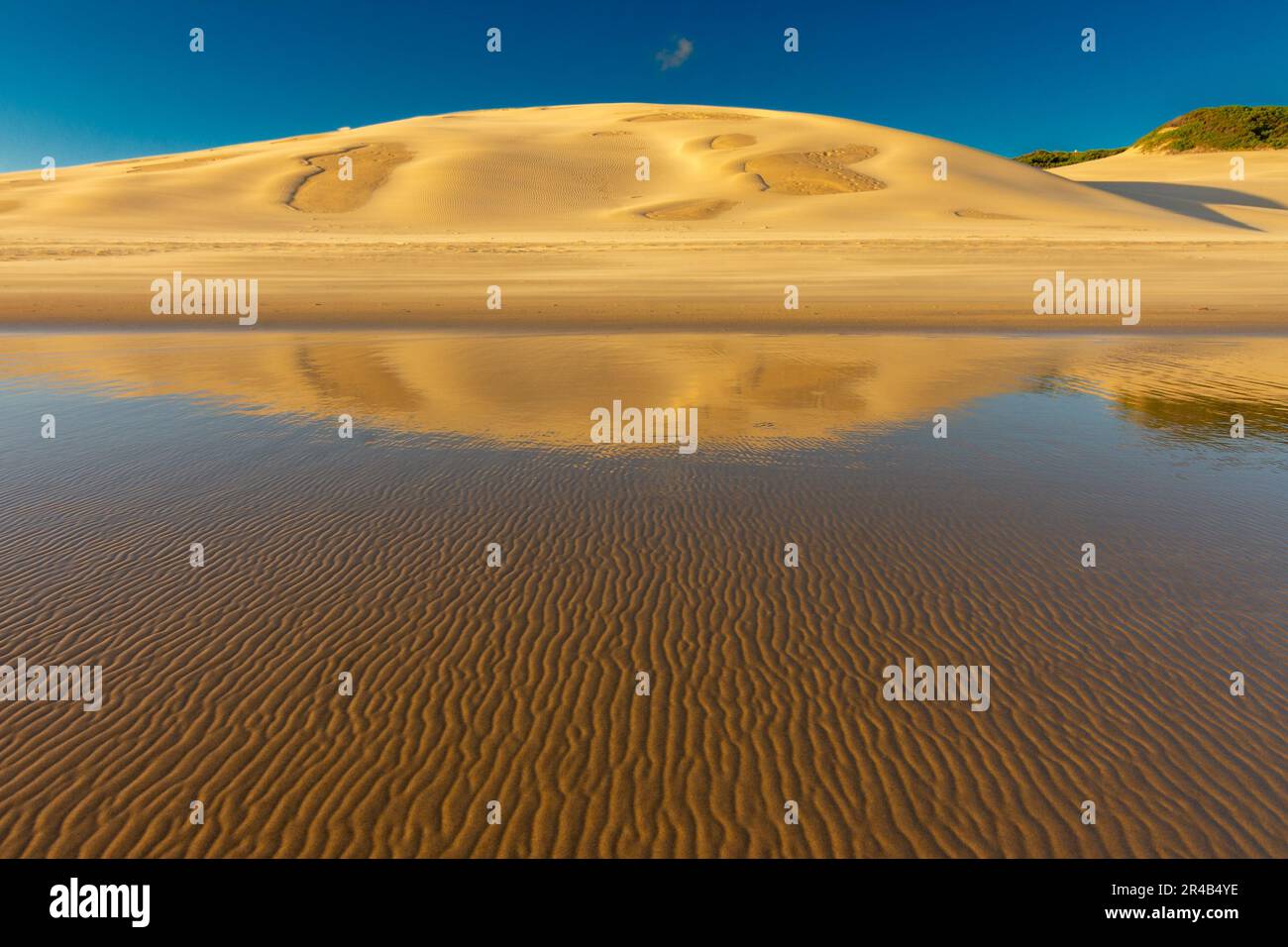 This stock photo features a scenic view of golden sand dunes in a dry ...
