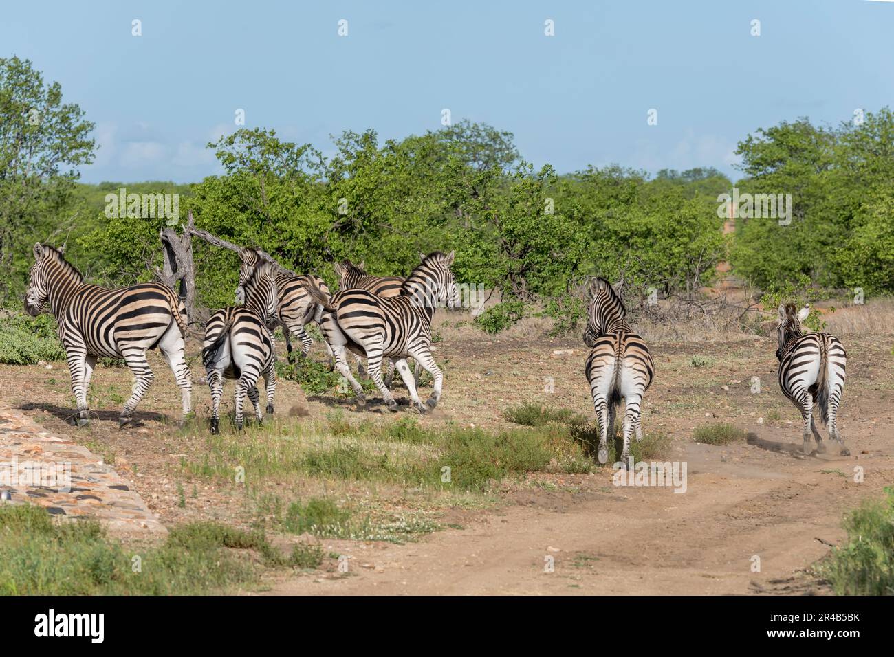 landscape with group of zebras running away in Kruger park wild ...
