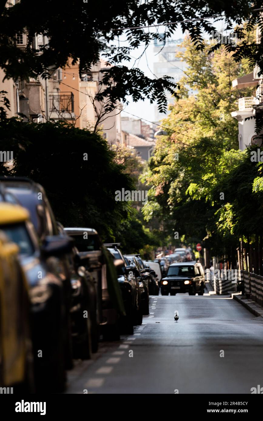 A grey and white tabby cat strolling along a roadway lined with parked ...