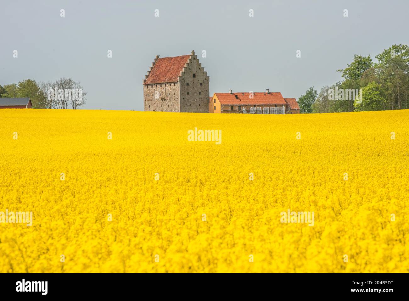 Medieval castle Glimmingehus, built in 1499 at Blooming rapeseed fields ...