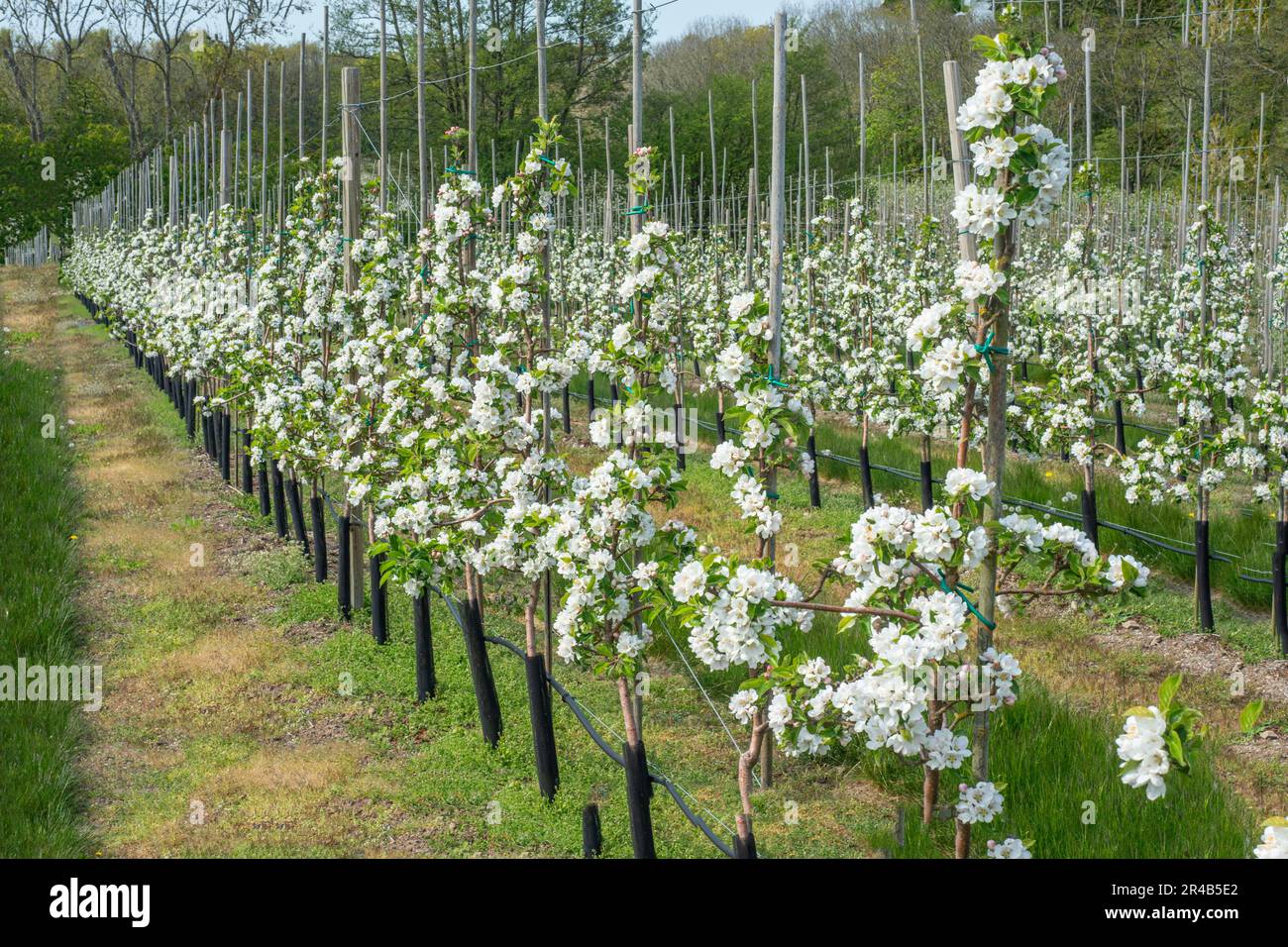 Flowering apple tree type Discovery in orchard in Kivik, Simrishamn ...
