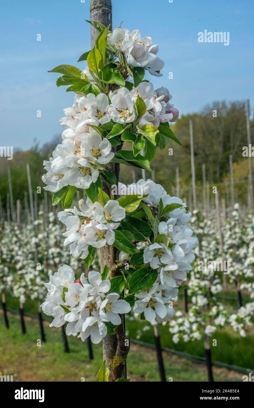 Flowering apple tree type Discovery in orchard in Kivik, Simrishamn ...
