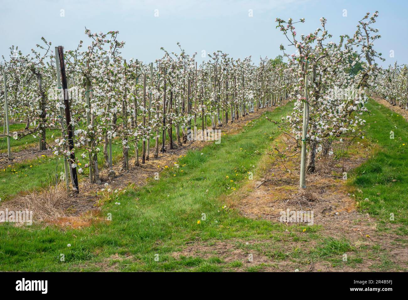 Flowering apple tree in orchard in Kivik, Simrishamn municipality ...
