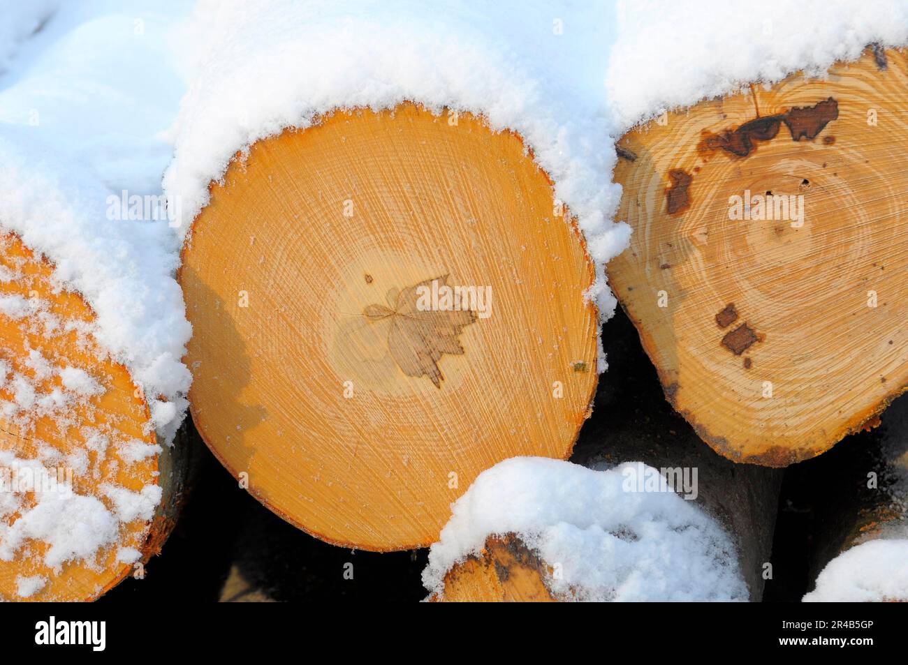 Log store in the winter forest with snow, annual rings on the log Shape ...