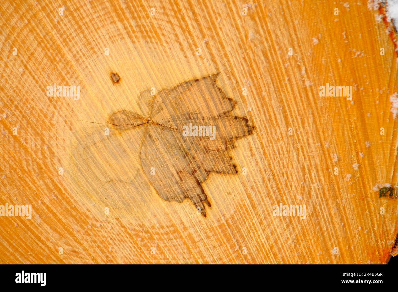 On the log shape of a maple leaf Stock Photo - Alamy