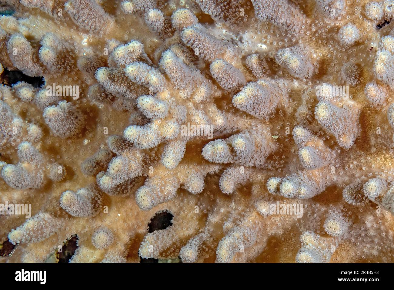 Large-fingered leather coral (Sinularia macropodia), Indian Ocean ...