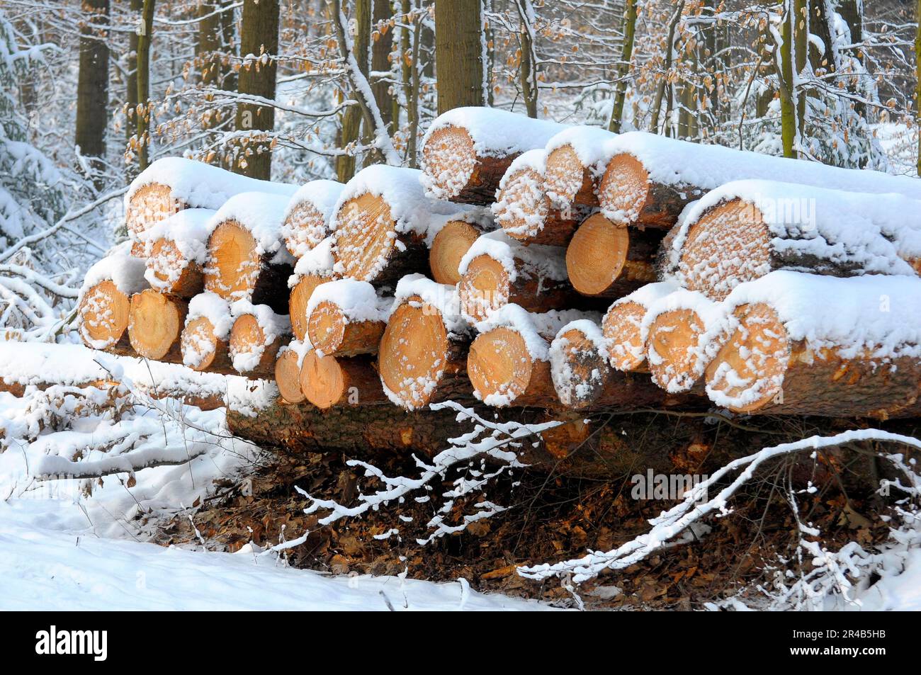 Wooden log in forest hi-res stock photography and images - Alamy