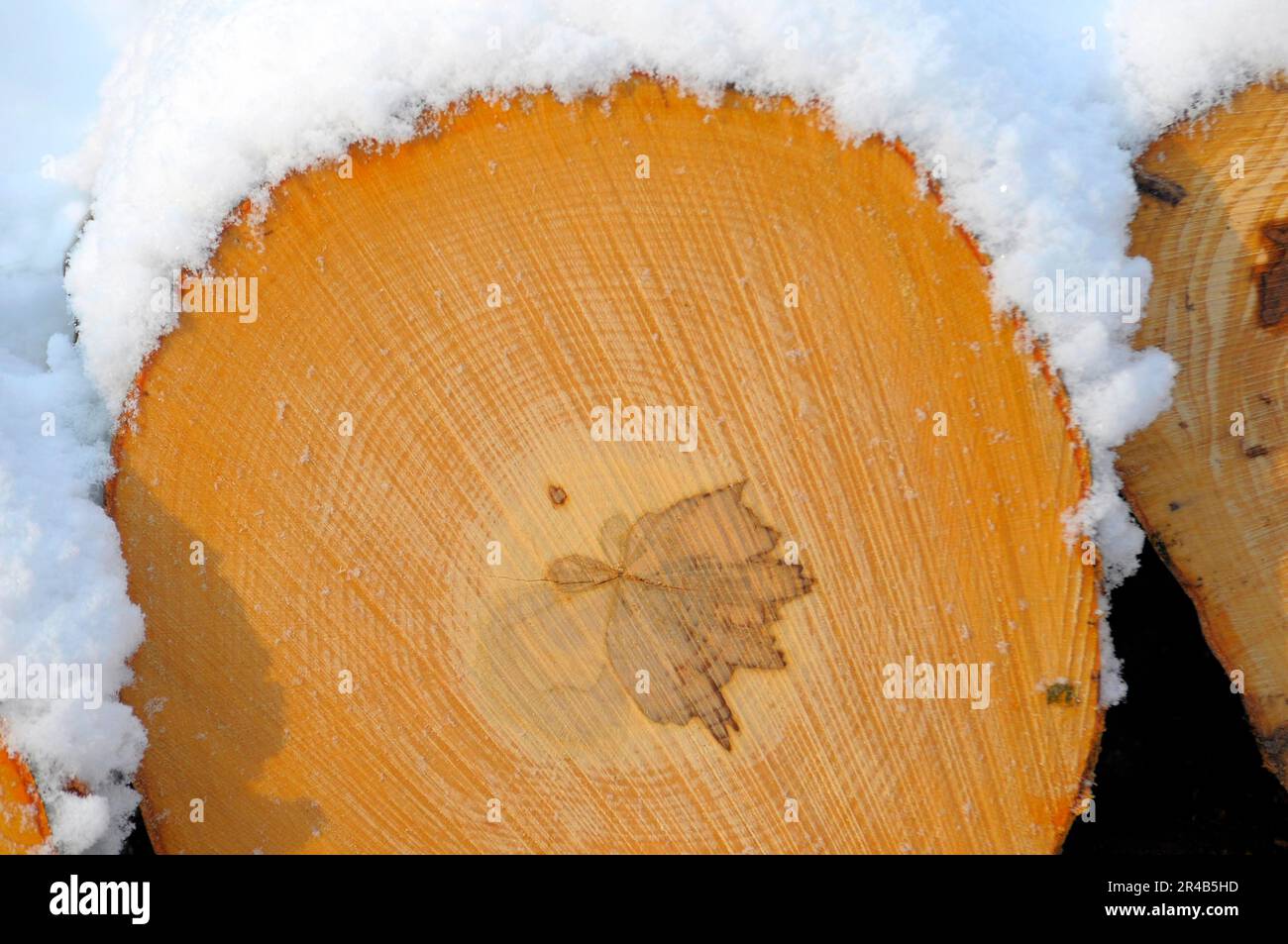 On the log shape of a maple leaf Stock Photo - Alamy