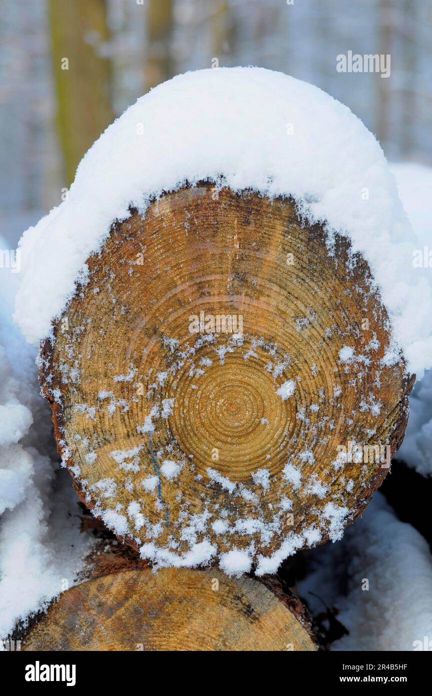 Log with snow, annual rings Stock Photo - Alamy