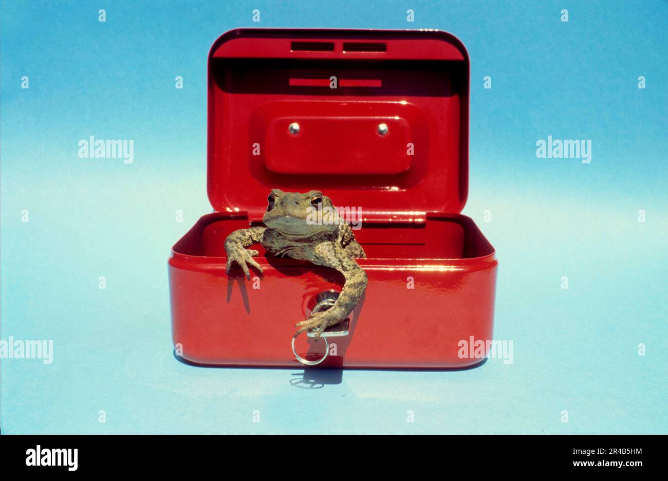 Funny animal photo, common toad looking out of cassette Stock Photo - Alamy