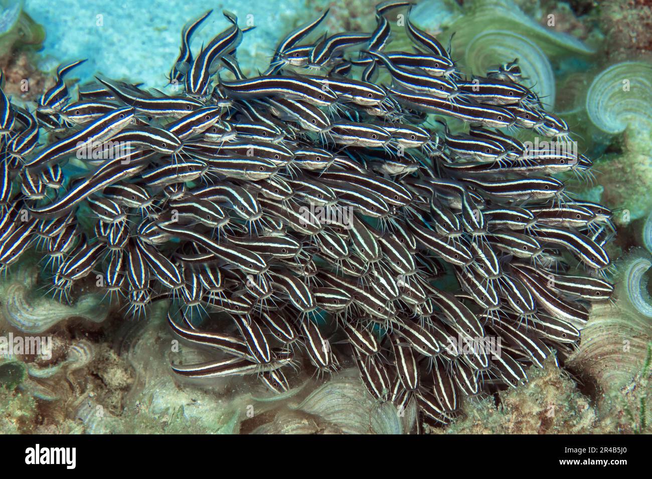 Small school of poisonous fish striped eel catfish (Plotosus lineatus ...