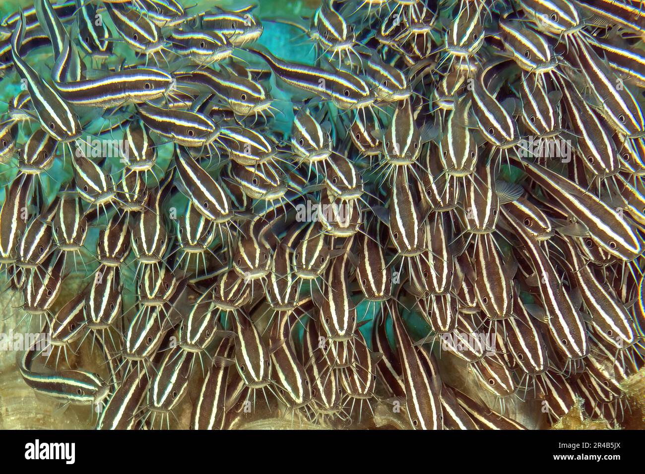 Close-up of small school of poisonous fish striped eel catfish ...
