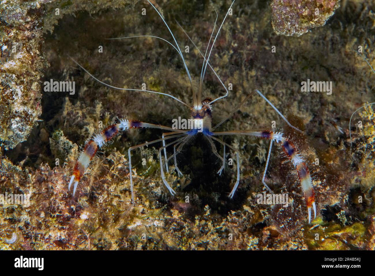 Banded coral shrimp (Stenopus hispidus) shows claws standing in front ...